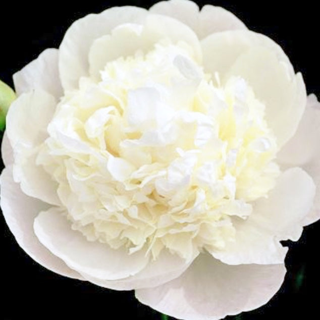 Peony Root - Princess Bride *ships late Oct* – Rooted Ranch Co